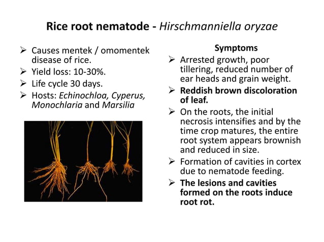 Nematode damage symptoms in crop plants | PPTX | Gardening | Home & Garden
