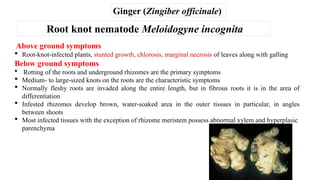 Nematode diseases cause in spice crops & Flower crops.pptx
