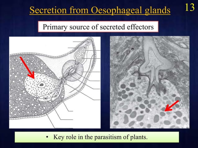 Nematode effector proteins | PPT