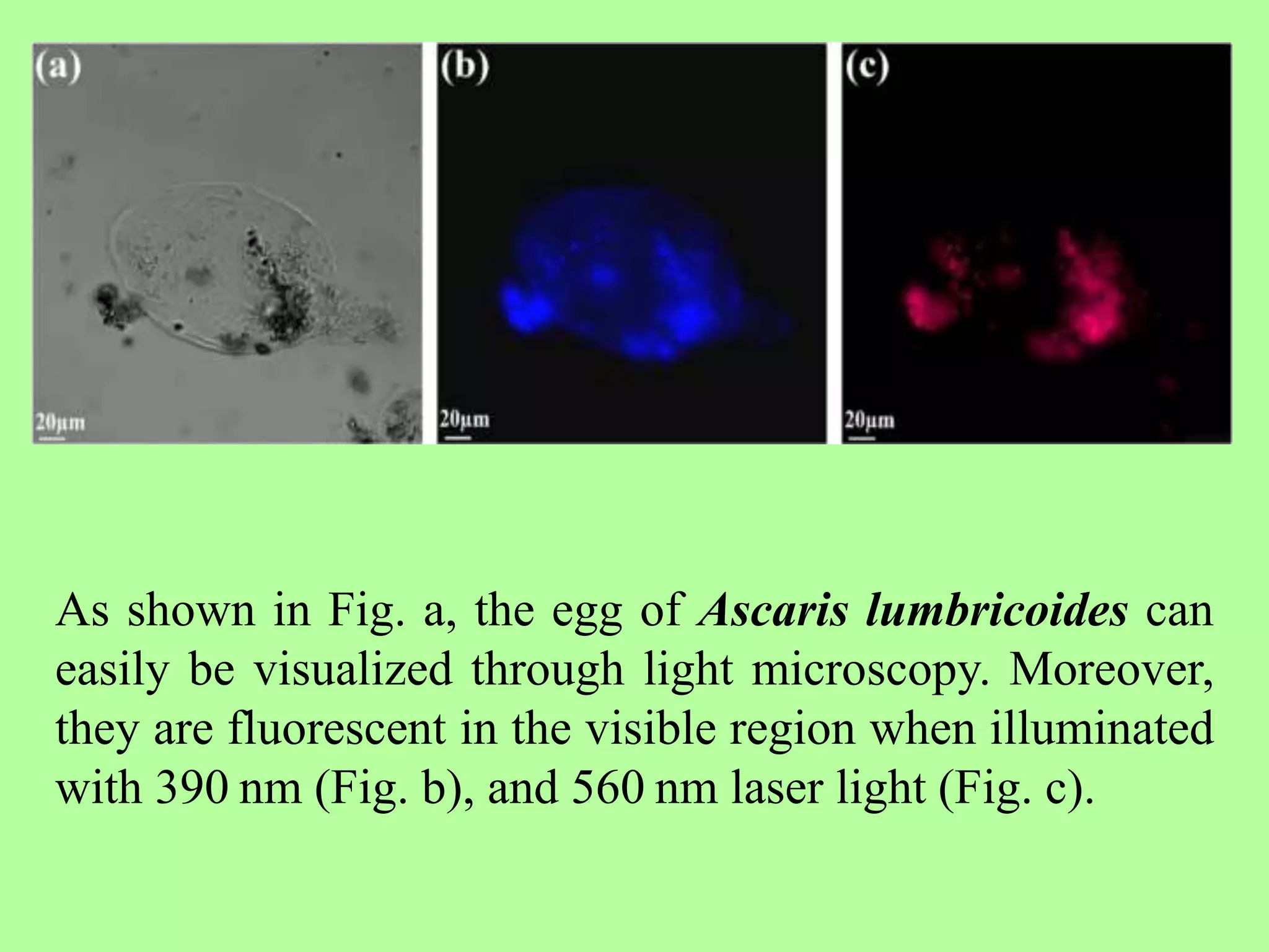 Nematode identification techniques.pptx