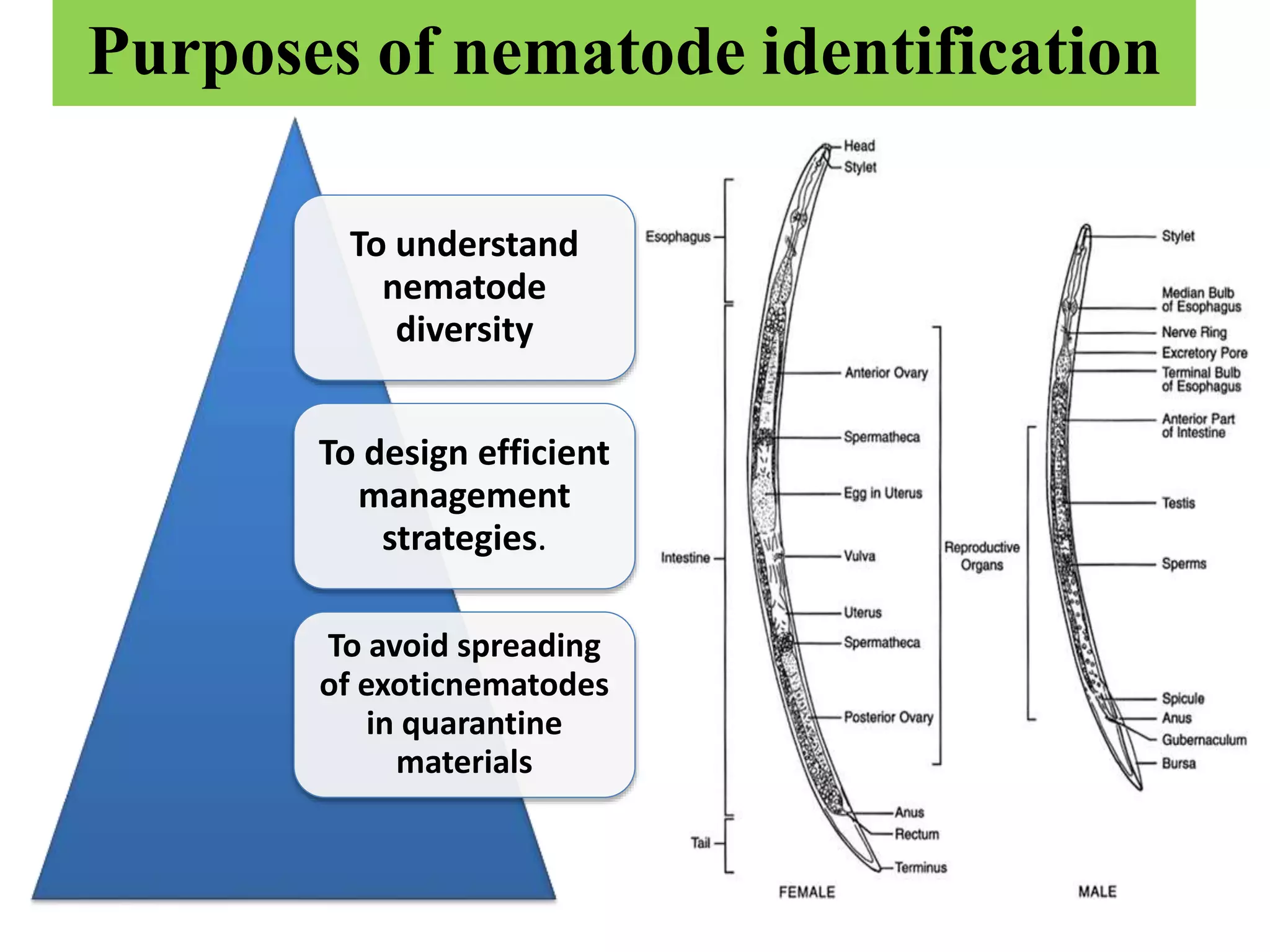 Nematode identification techniques.pptx