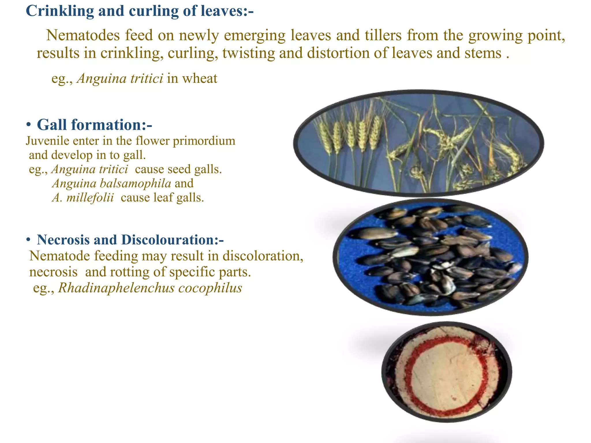 nematode management in organic agriculture.pptx
