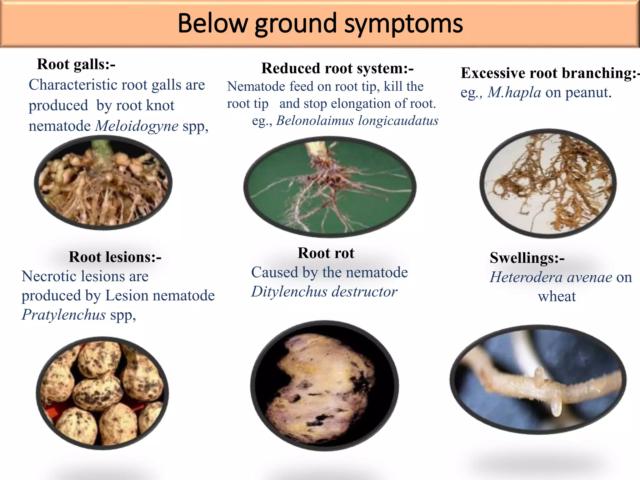 nematode management in organic agriculture.pptx | Agriculture | Industries