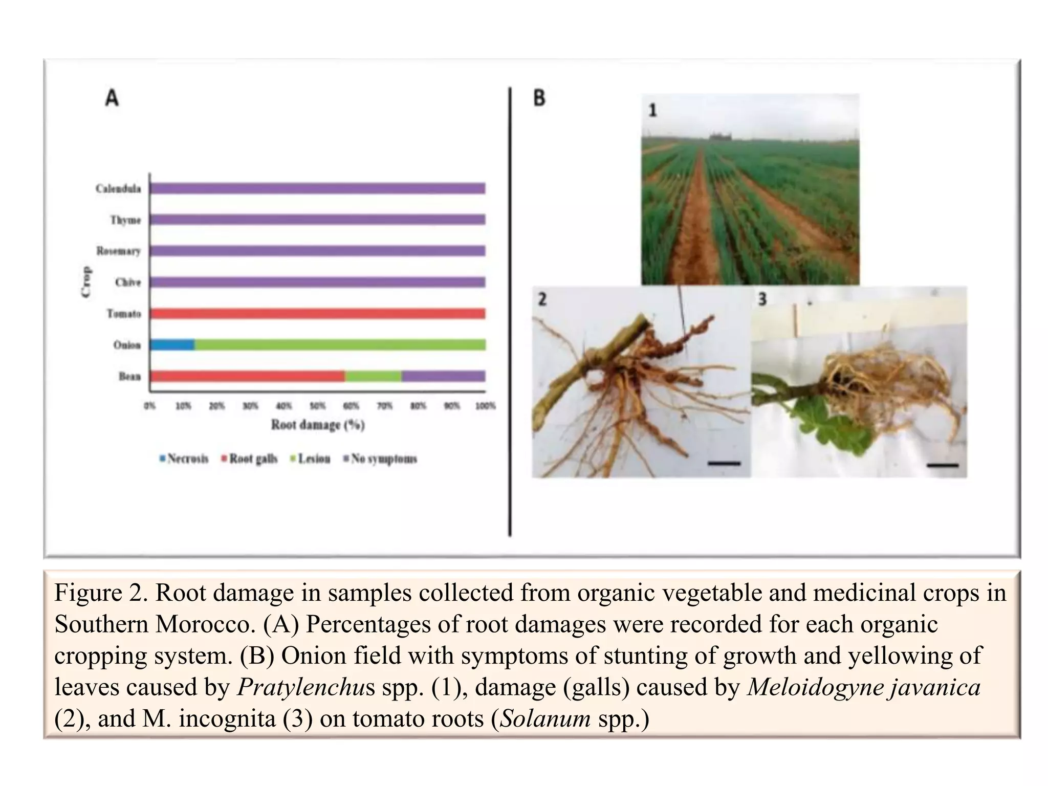 nematode management in organic agriculture.pptx