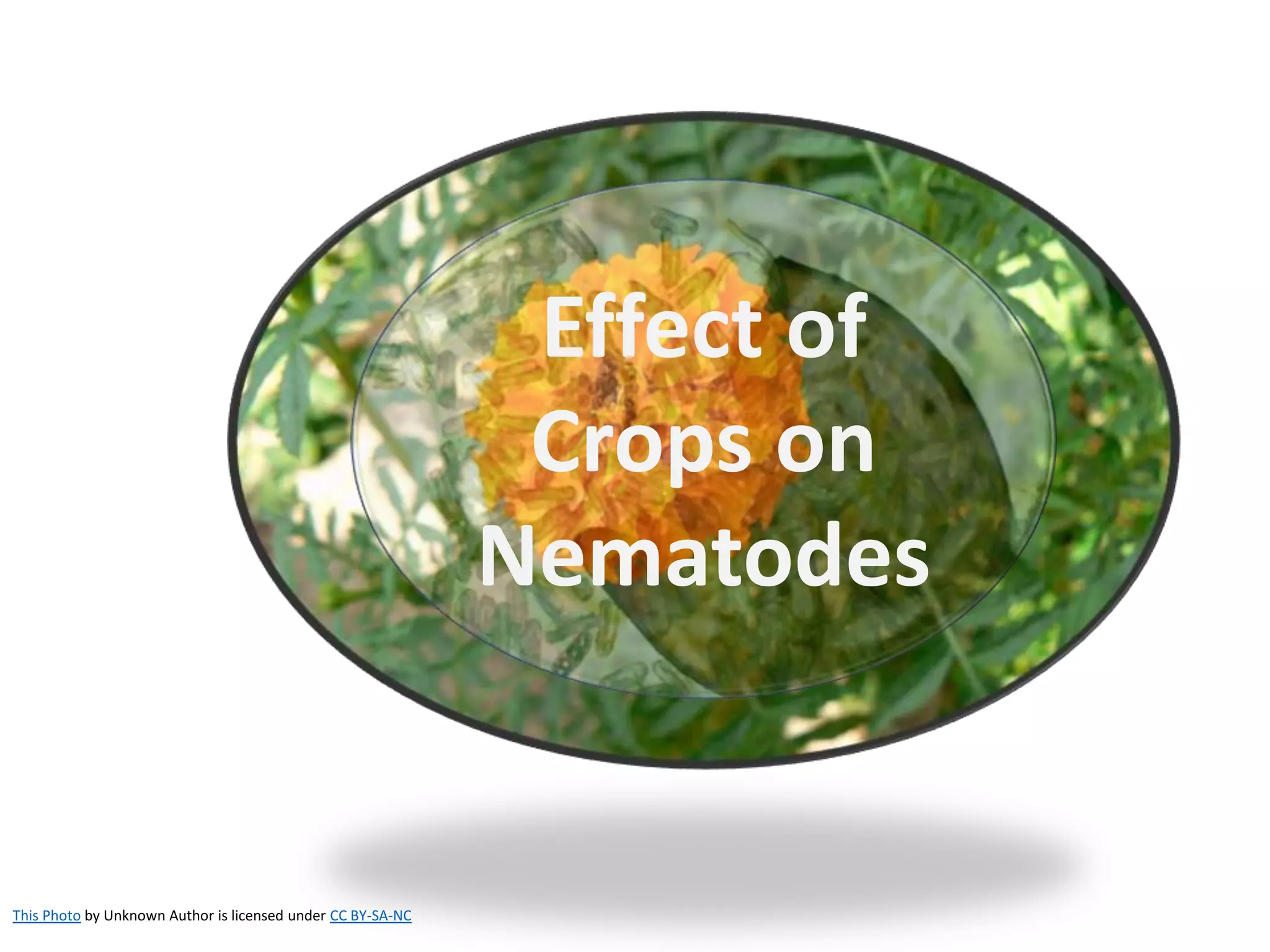 nematode management in organic agriculture.pptx