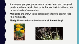 Nematode management in protected cultivation | PPTX