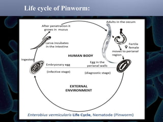 Nematode .......parasites of human and further phylogenetic ...
