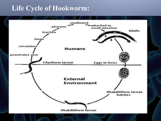 Nematode .......parasites of human and further phylogenetic ...