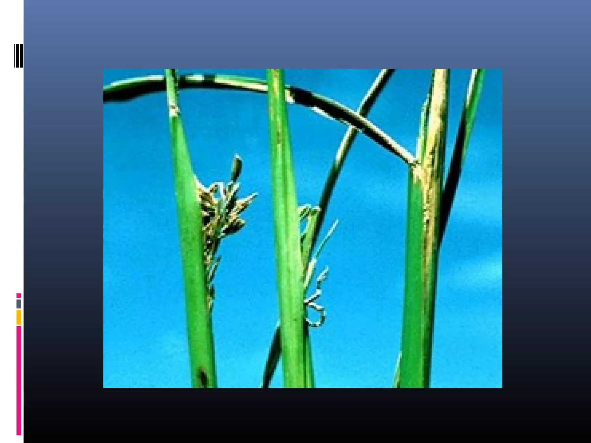 Nematode pest of rice | PPT