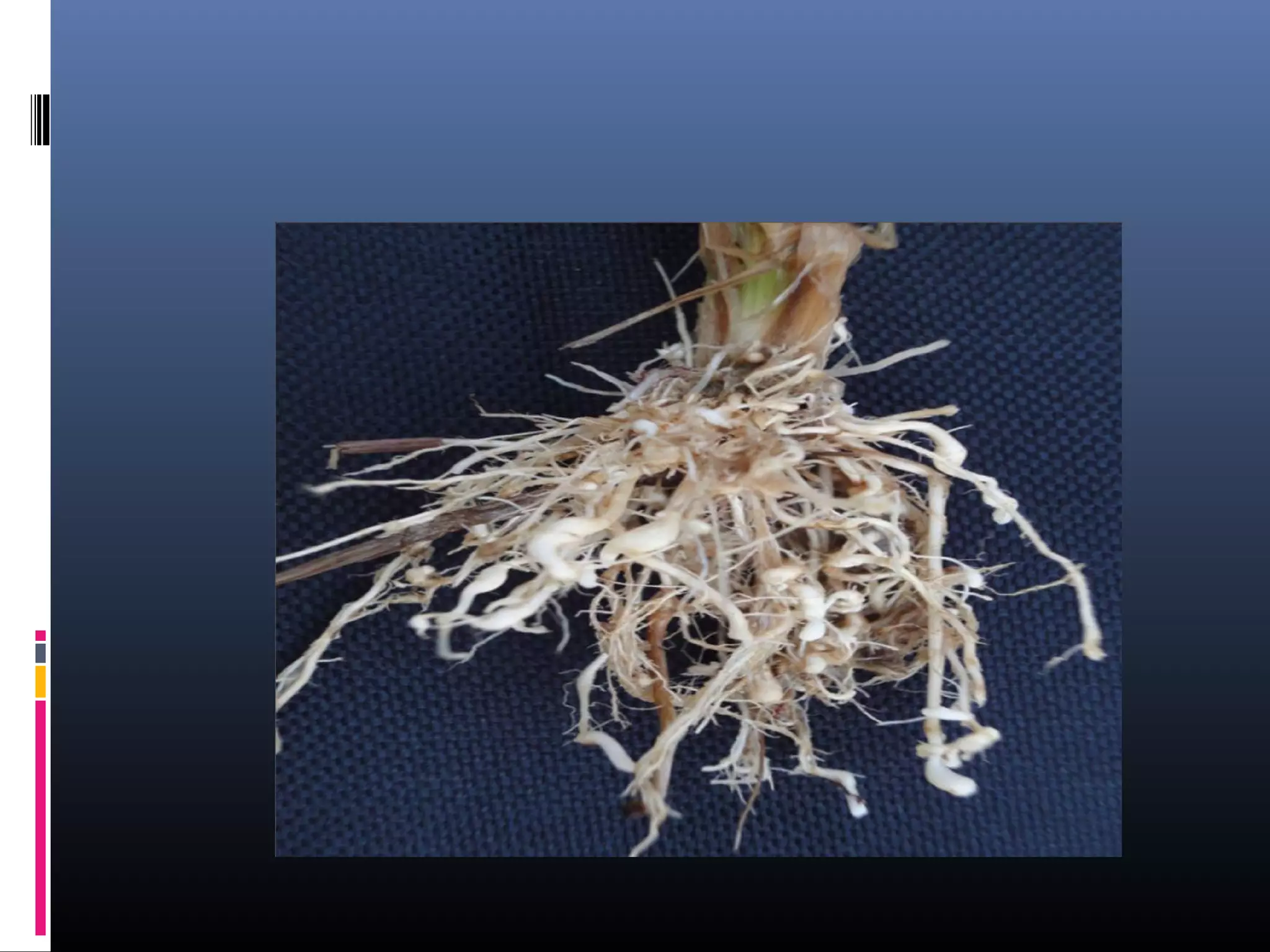 Nematode pest of rice | PPT