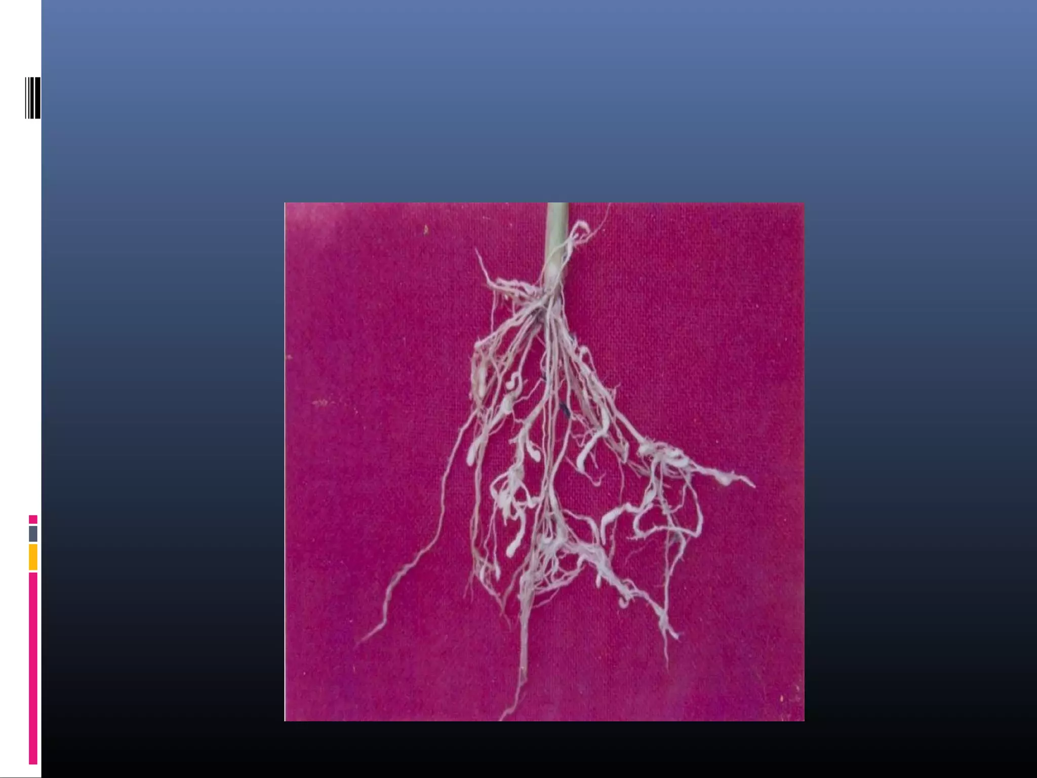 Nematode pest of rice | PPT