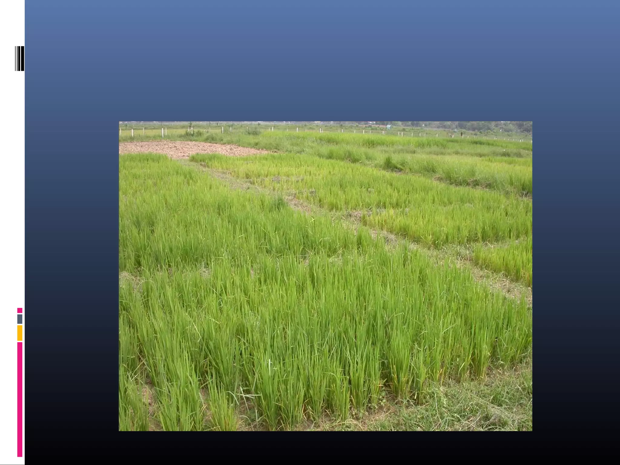 Nematode pest of rice | PPT