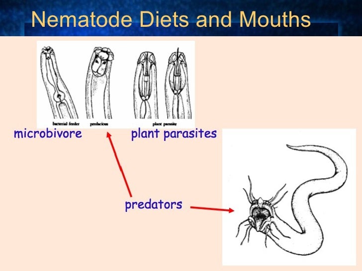 Nematode Notes