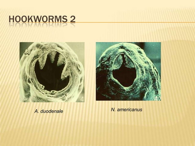 Nematodes | PPTX | Pets