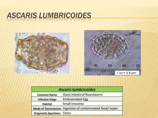 Nematodes | PPTX | Pets
