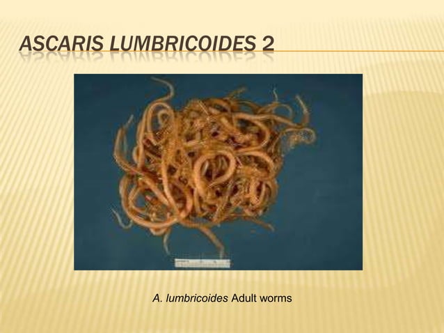 Nematodes | PPTX | Pets