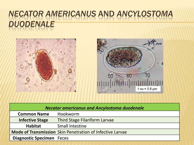 Nematodes | PPTX | Pets
