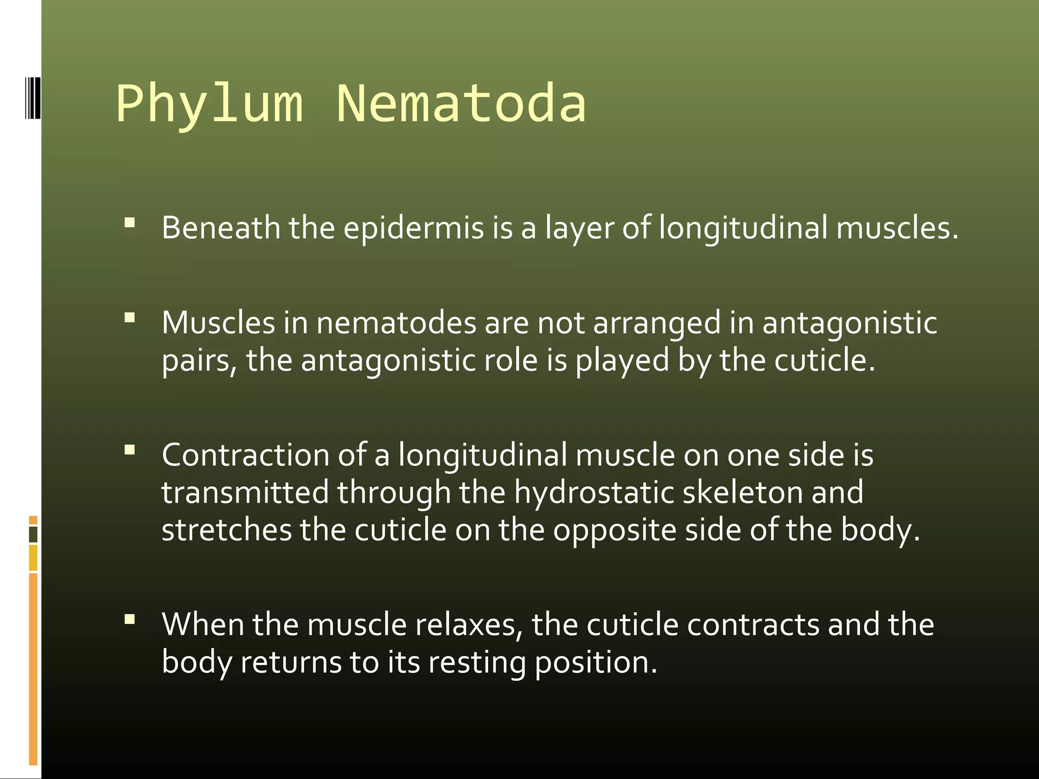 Nematodes | PPT
