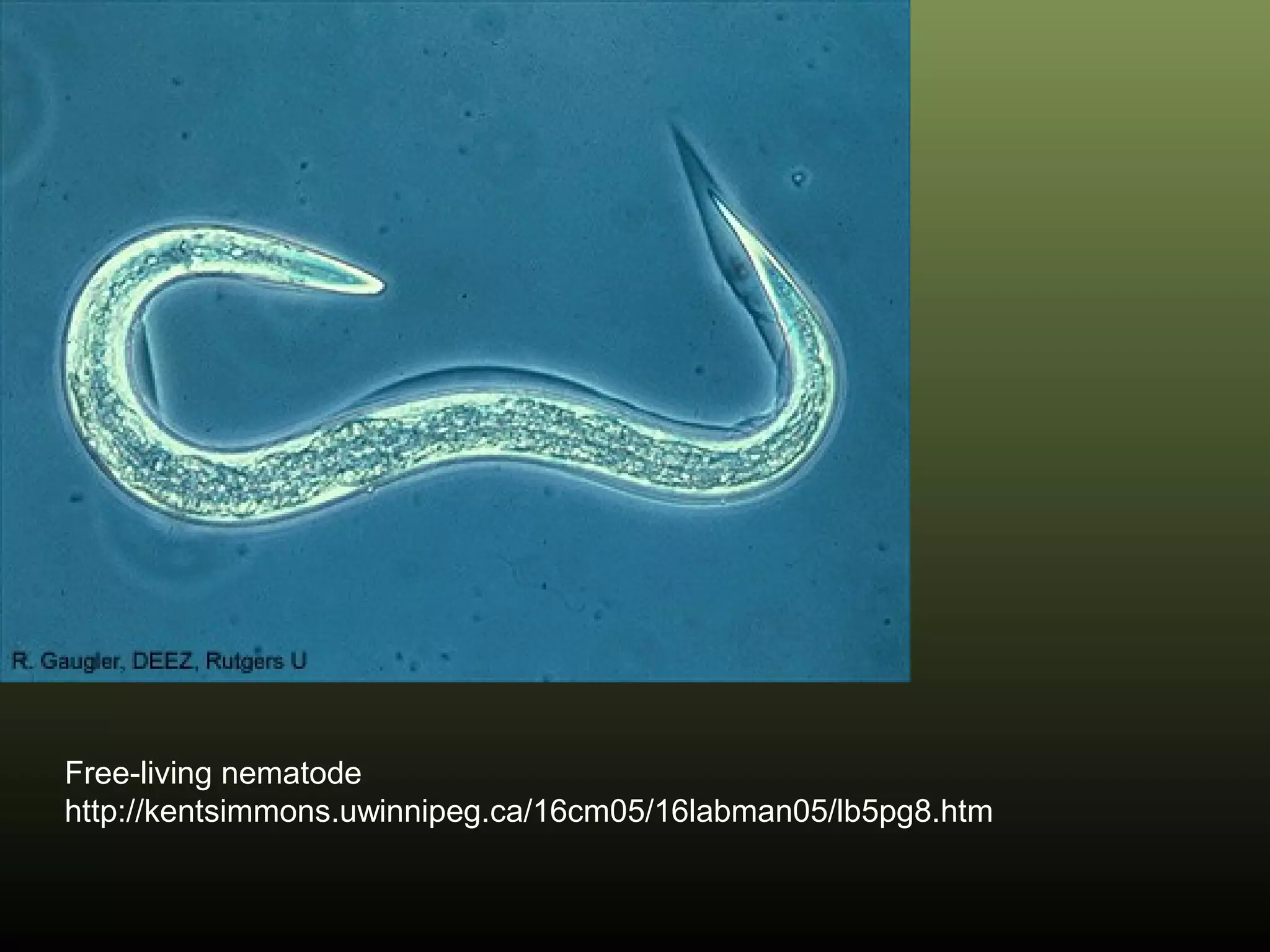 Nematodes | PPT