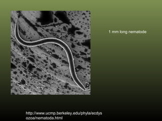 Nematodes | PPT