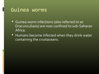 Nematodes | PPT