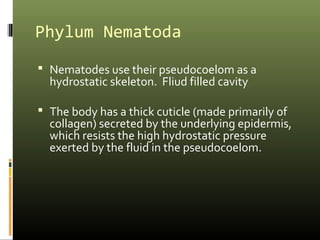 Nematodes | PPT