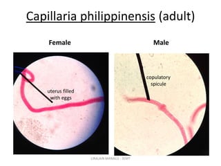 Identifying Different Nematodes and their Diagnostic forms | PPT