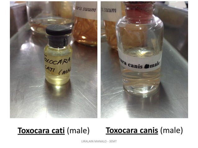 Identifying Different Nematodes and their Diagnostic forms | PPT
