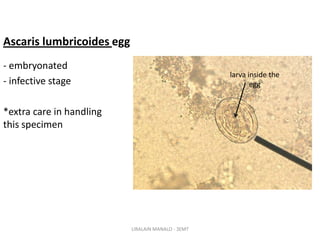 Identifying Different Nematodes and their Diagnostic forms | PPT
