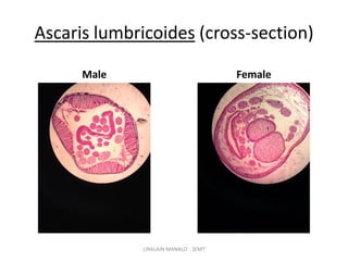 Identifying Different Nematodes and their Diagnostic forms | PPT