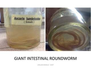 Identifying Different Nematodes and their Diagnostic forms | PPT