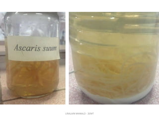 Identifying Different Nematodes and their Diagnostic forms | PPT