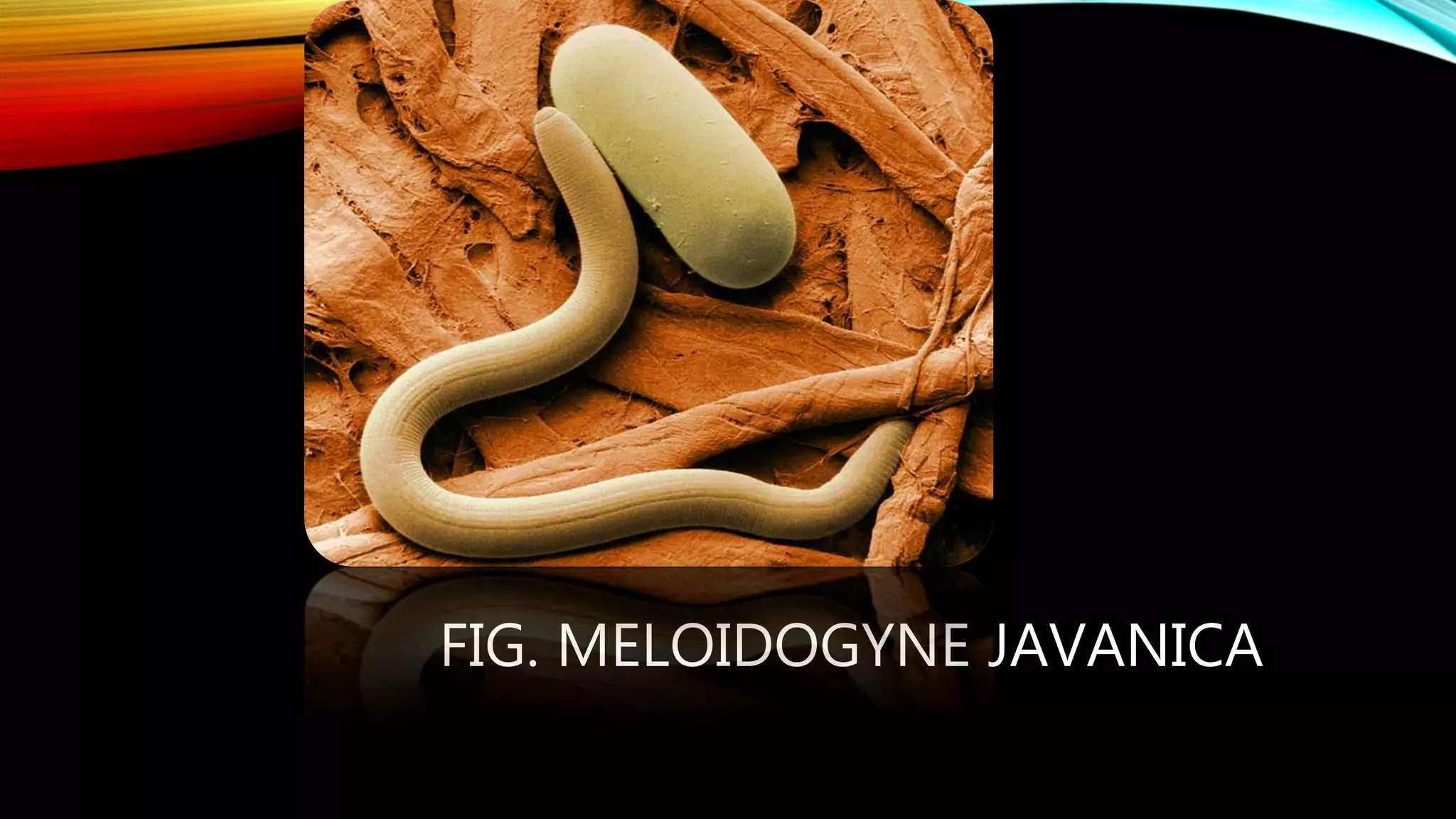 MELOIDOGYNE JAVANICA | PPTX