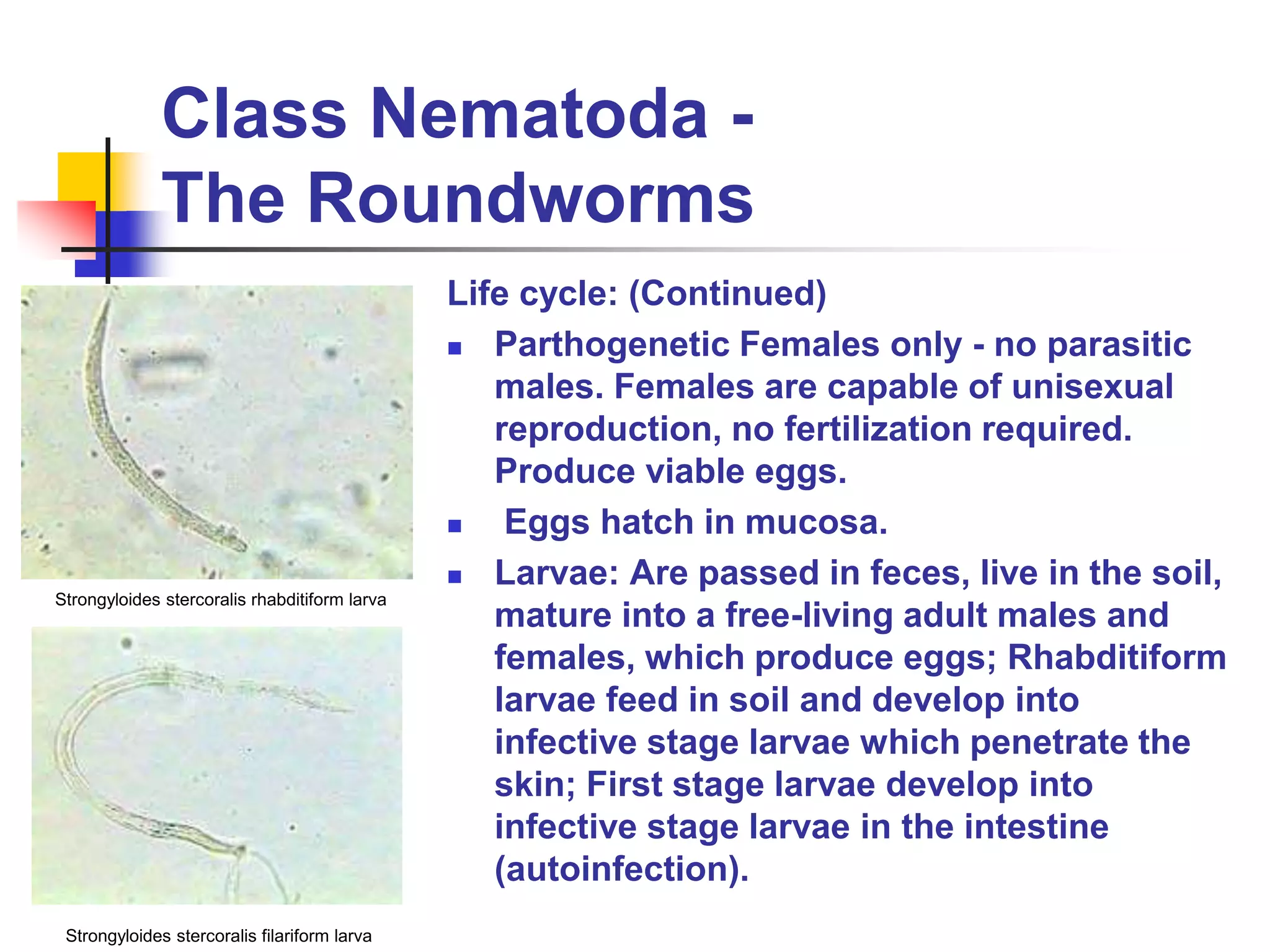nematodes.pptx | Infectious Diseases | Diseases and Conditions