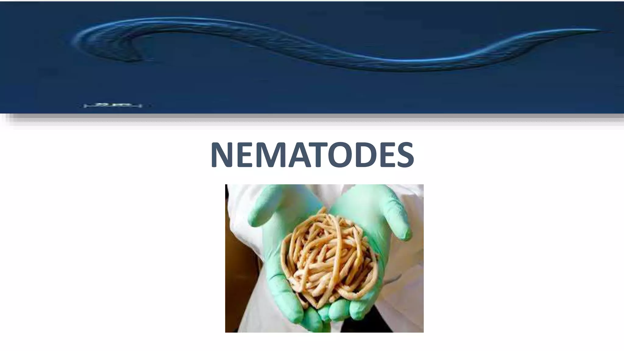NEMATODES and Strogyloides.pptx