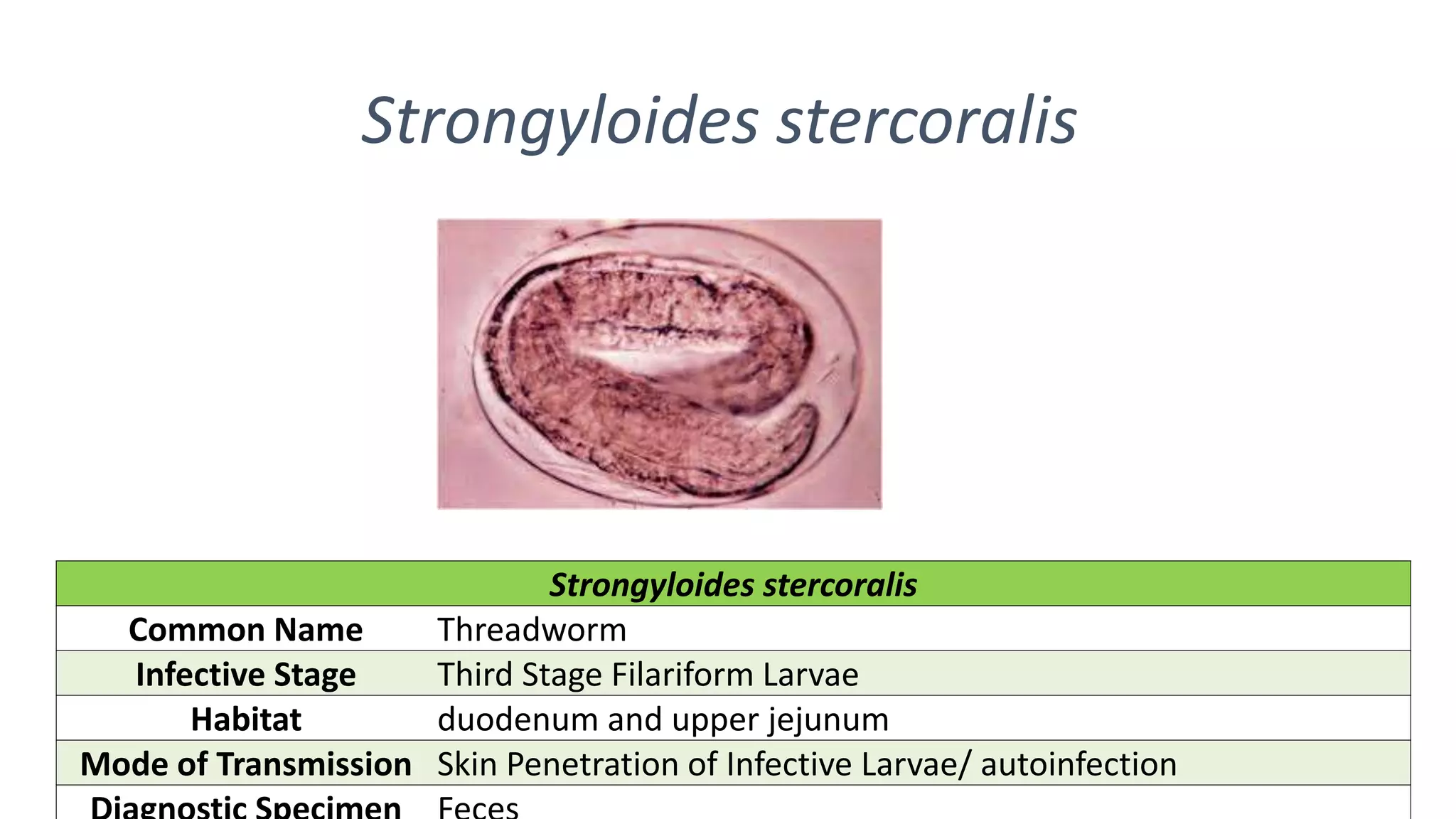NEMATODES and Strogyloides.pptx