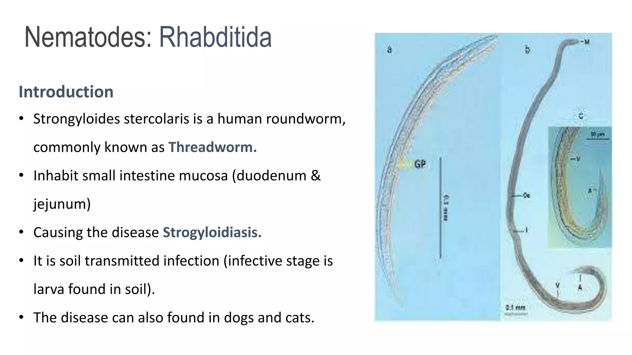NEMATODES and Strogyloides.pptx