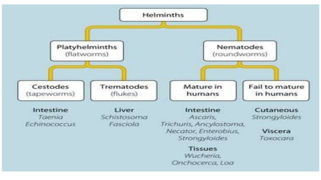 NEMATODES and Strogyloides.pptx