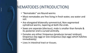 NEMATODES and Strogyloides.pptx | Infectious Diseases | Diseases and ...
