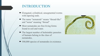 NEMATODES can be important in micro.pptx