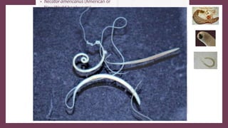 NEMATODES - Introduction and brief overview.pptx