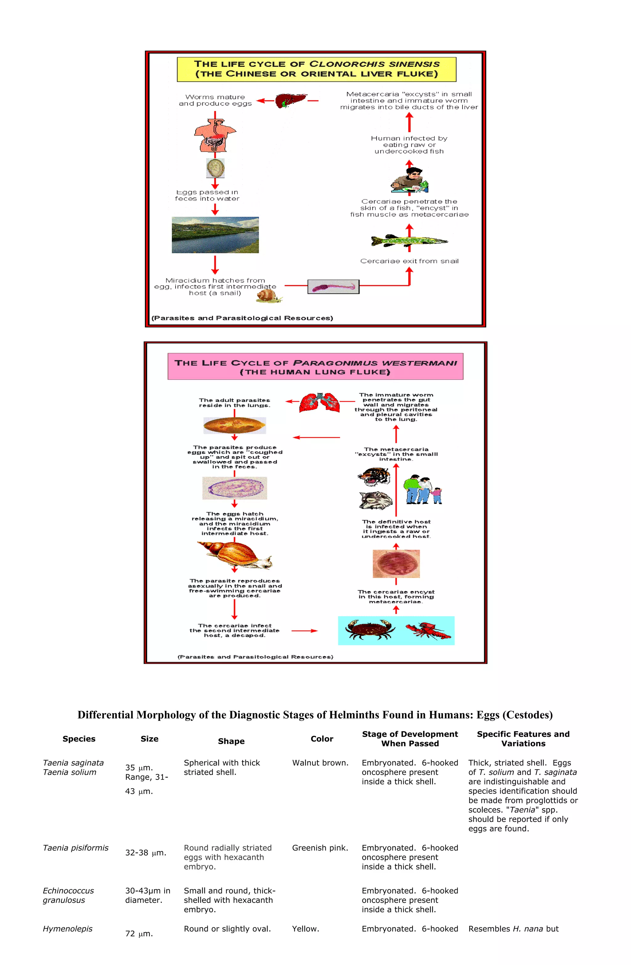 Nematodes trematodes and cestodes handouts | PDF