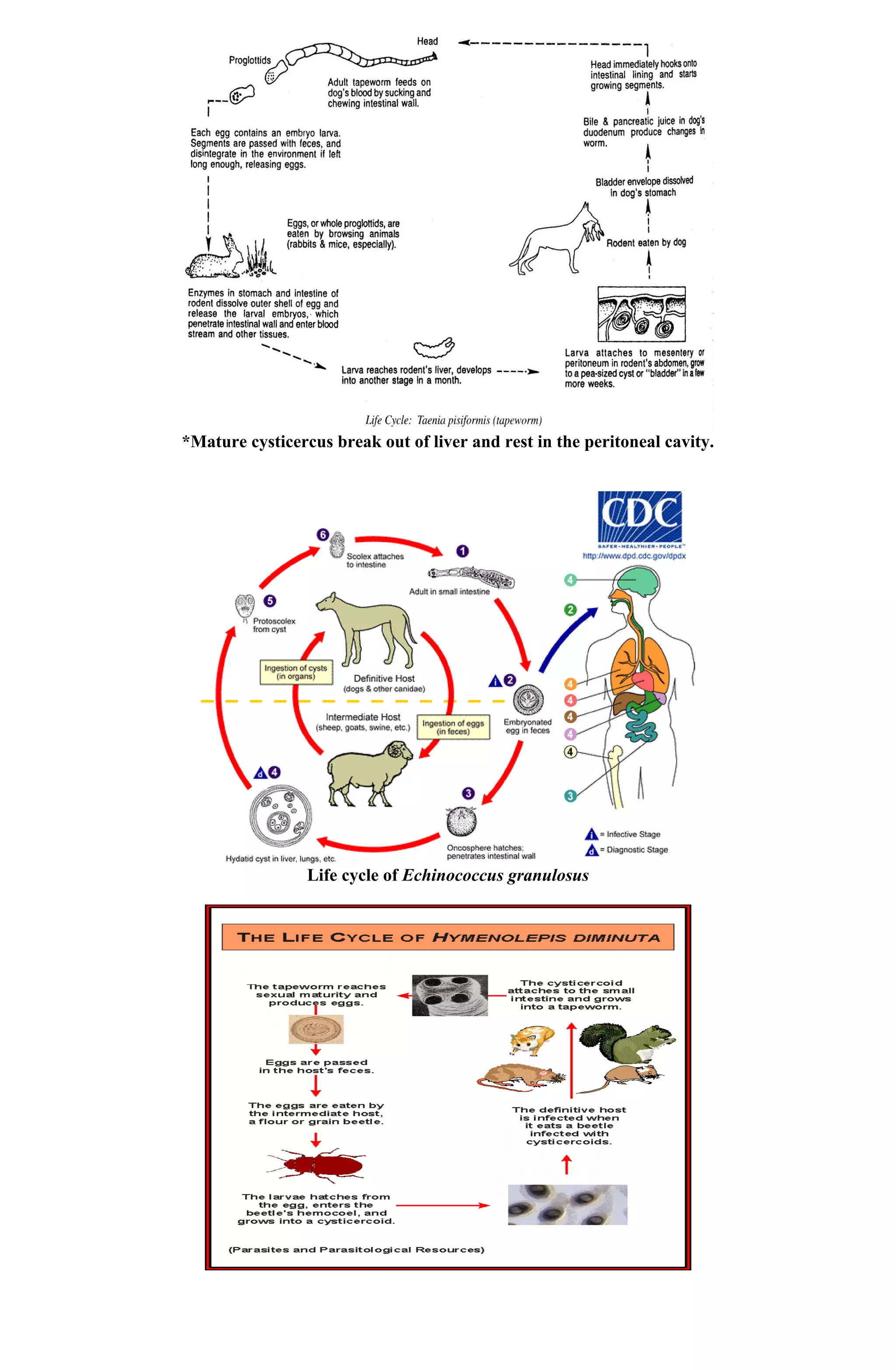 Nematodes trematodes and cestodes handouts | PDF