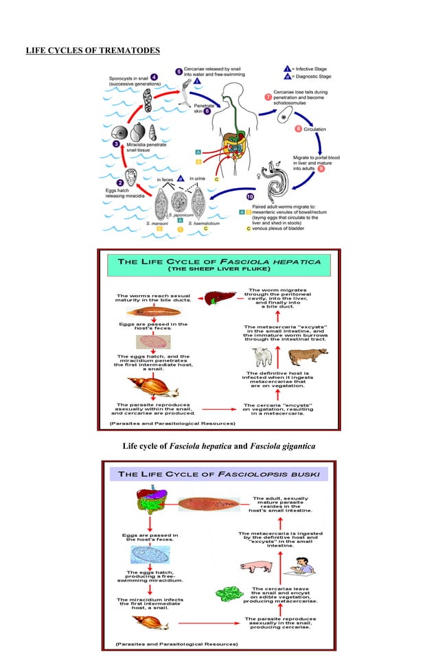 Nematodes trematodes and cestodes handouts | PDF