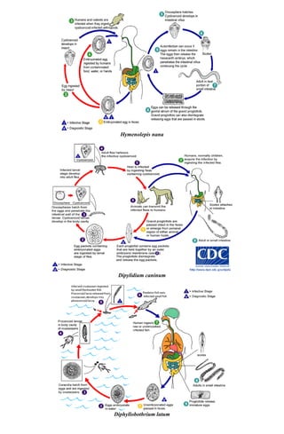 Nematodes trematodes and cestodes handouts | PDF