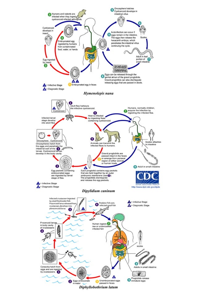 Nematodes trematodes and cestodes handouts | PDF