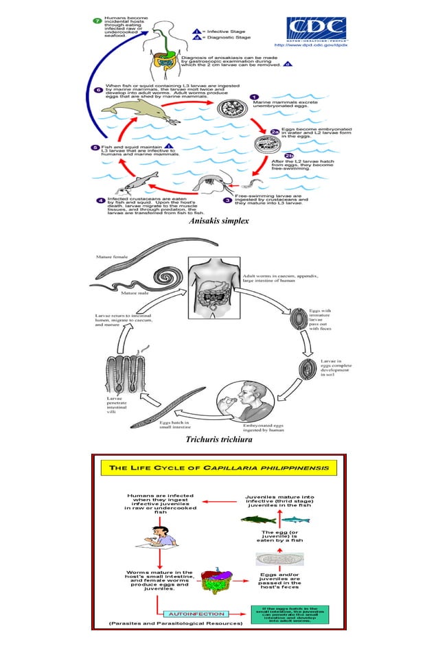 Nematodes trematodes and cestodes handouts | PDF