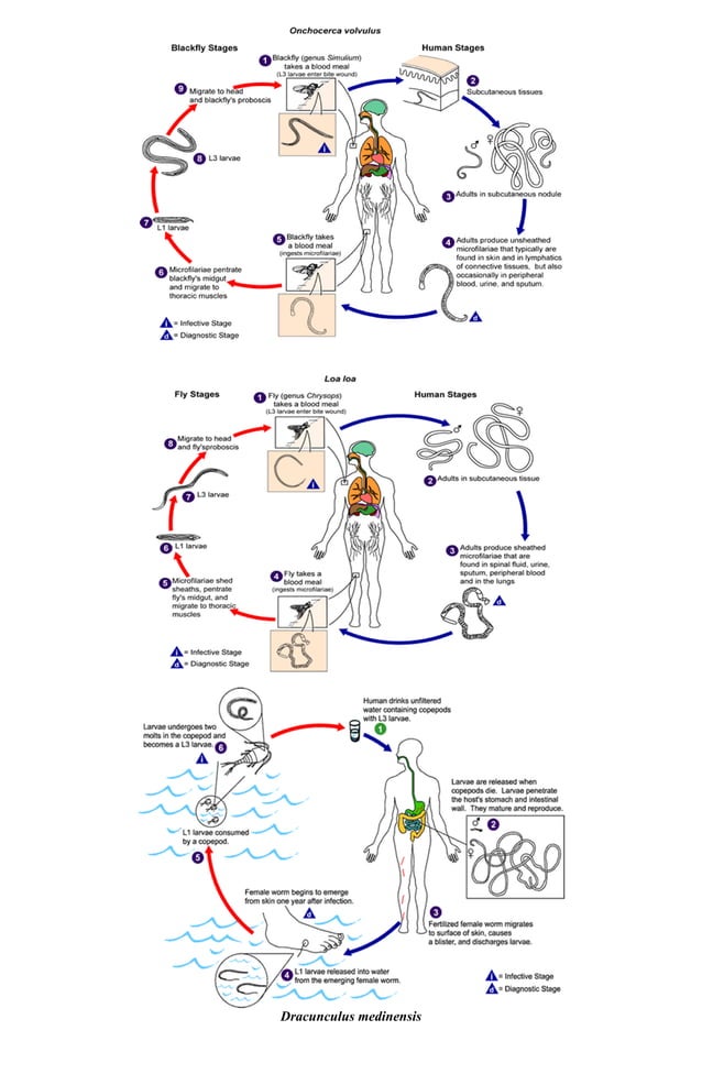 Nematodes trematodes and cestodes handouts | PDF
