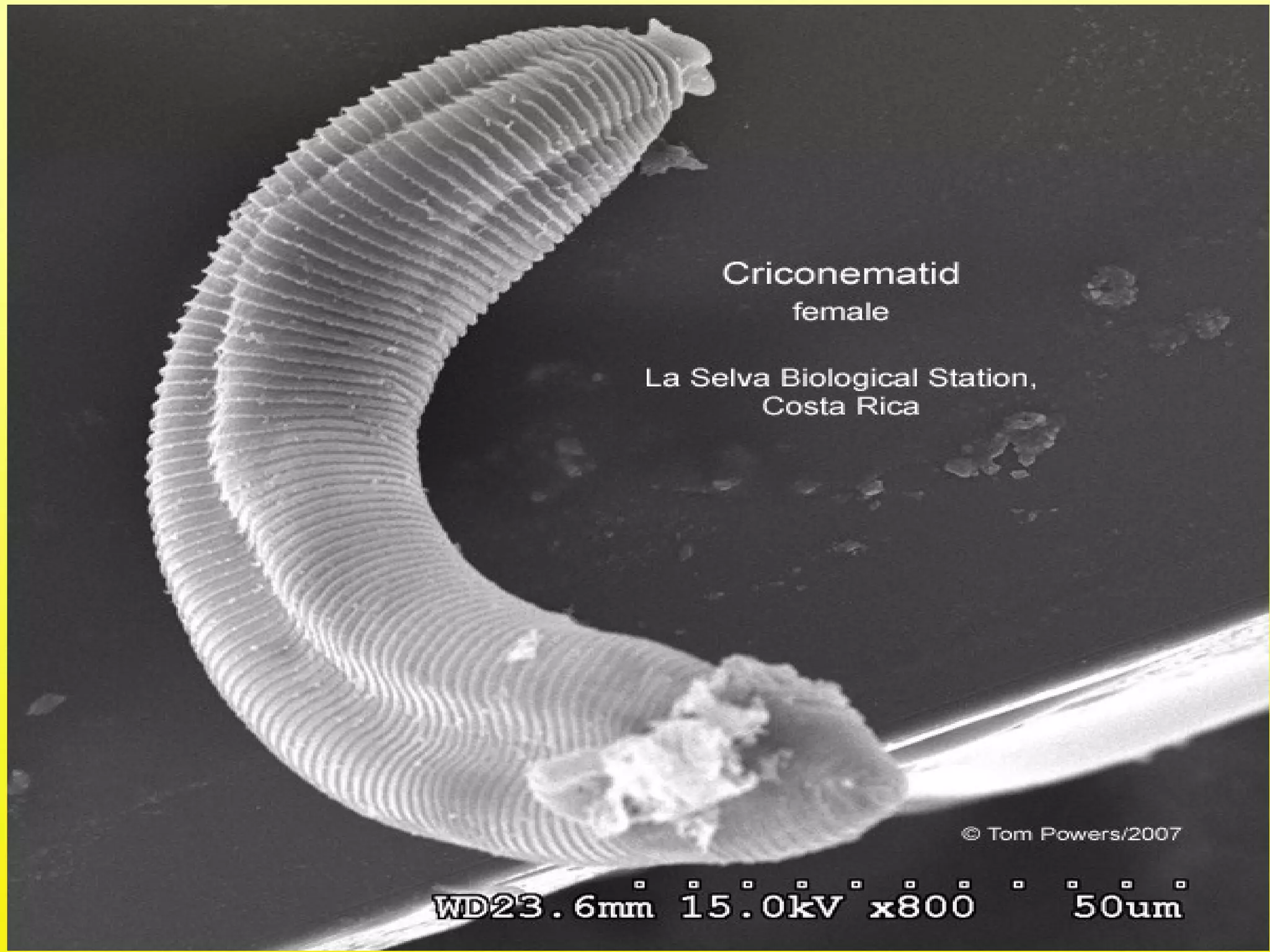 Nematodes | PPT