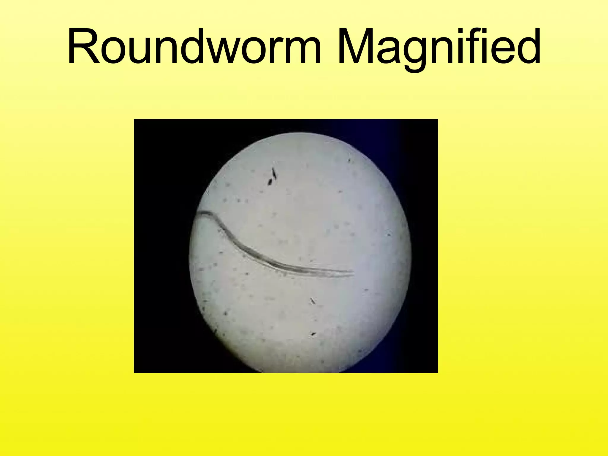 Nematodes | PPT